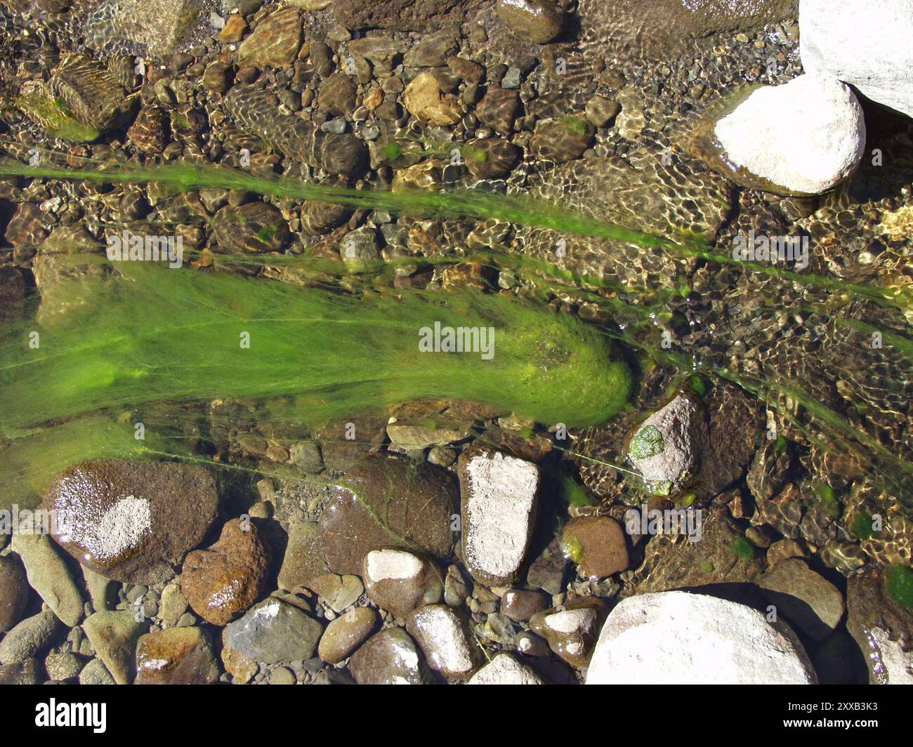 green algae (Chlorophyta) Plantae Stock Photo - Alamy