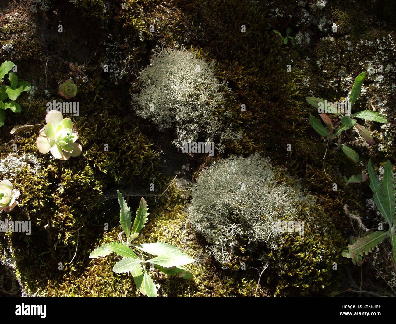 common lichens (Lecanoromycetes) Fungi Stock Photo - Alamy