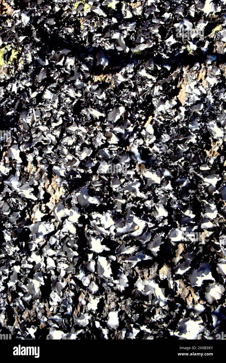 Frosted Rock Tripe (Umbilicaria americana) Fungi Stock Photo - Alamy