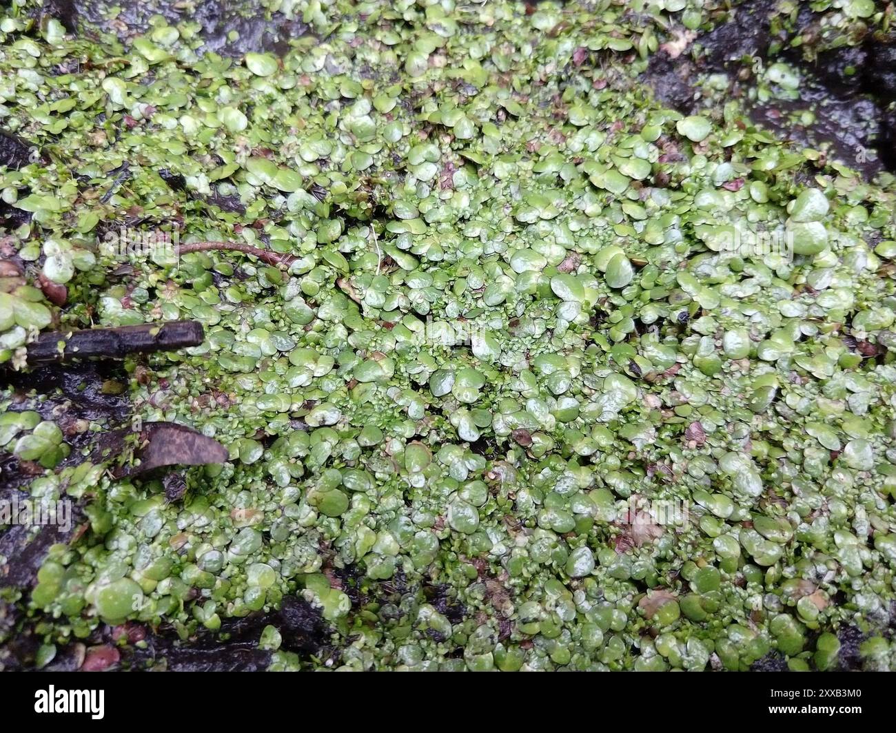 greater duckweed (Spirodela polyrhiza) Plantae Stock Photo - Alamy
