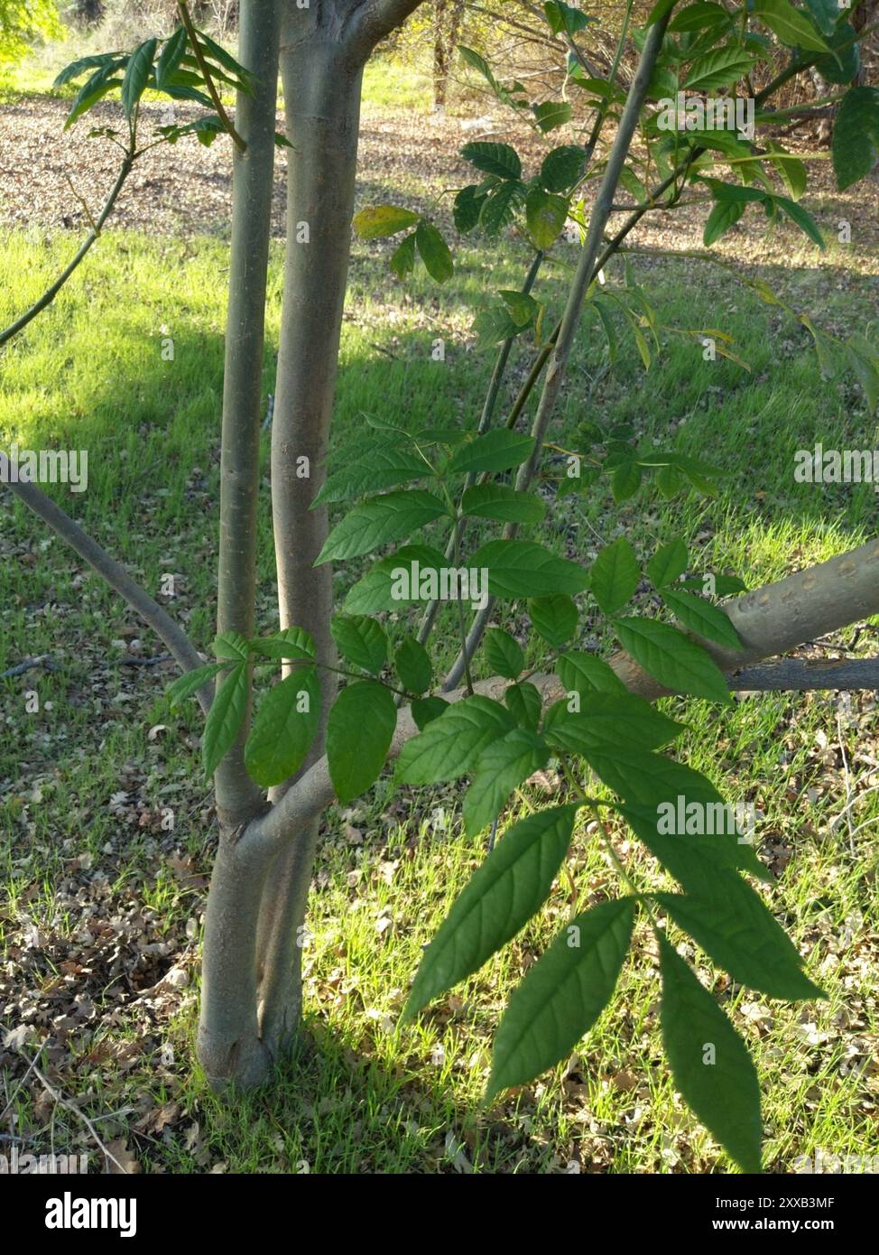 Shamel Ash (Fraxinus uhdei) Plantae Stock Photo - Alamy
