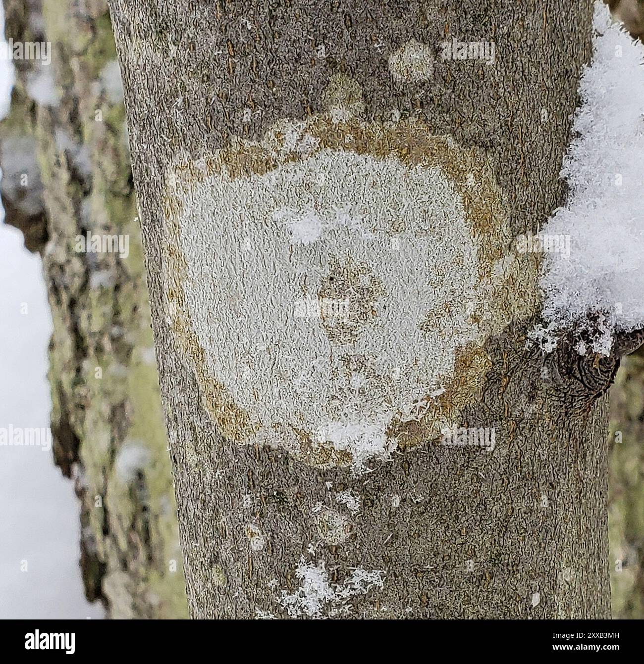 Whitewash Lichen (Phlyctis argena) Fungi Stock Photo - Alamy