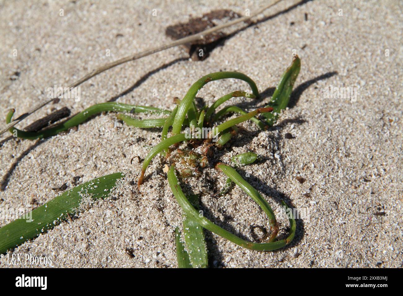 Branch Capespinach (Trachyandra divaricata) Plantae Stock Photo - Alamy