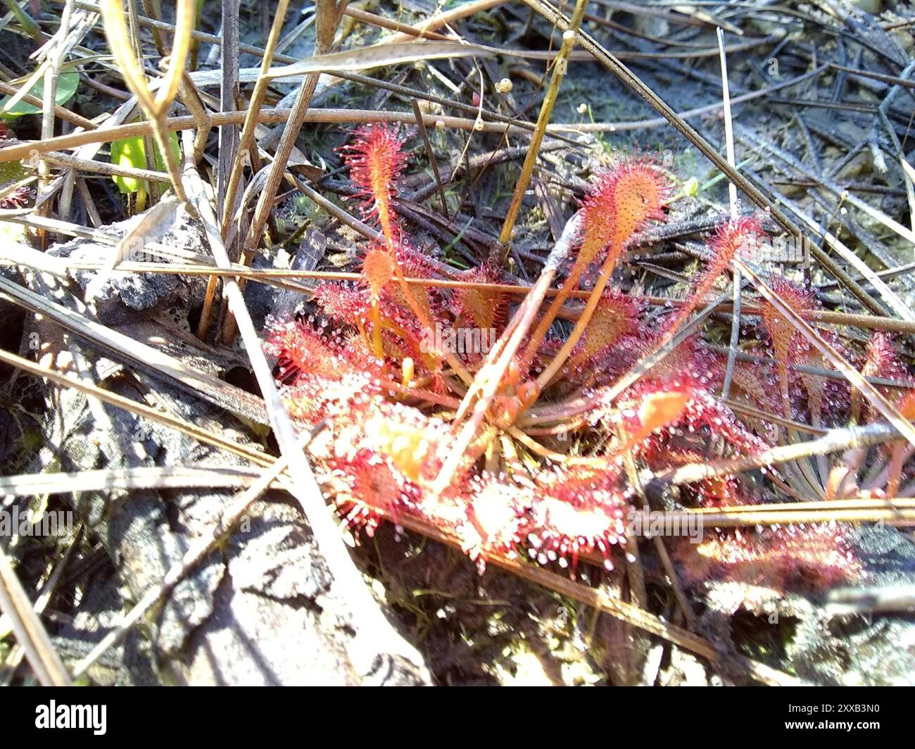 Pink Sundew (Drosera capillaris) Plantae Stock Photo - Alamy
