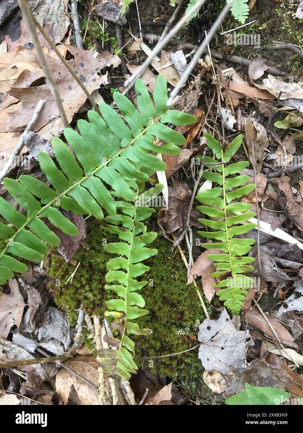 Christmas fern (Polystichum acrostichoides) Plantae Stock Photo - Alamy