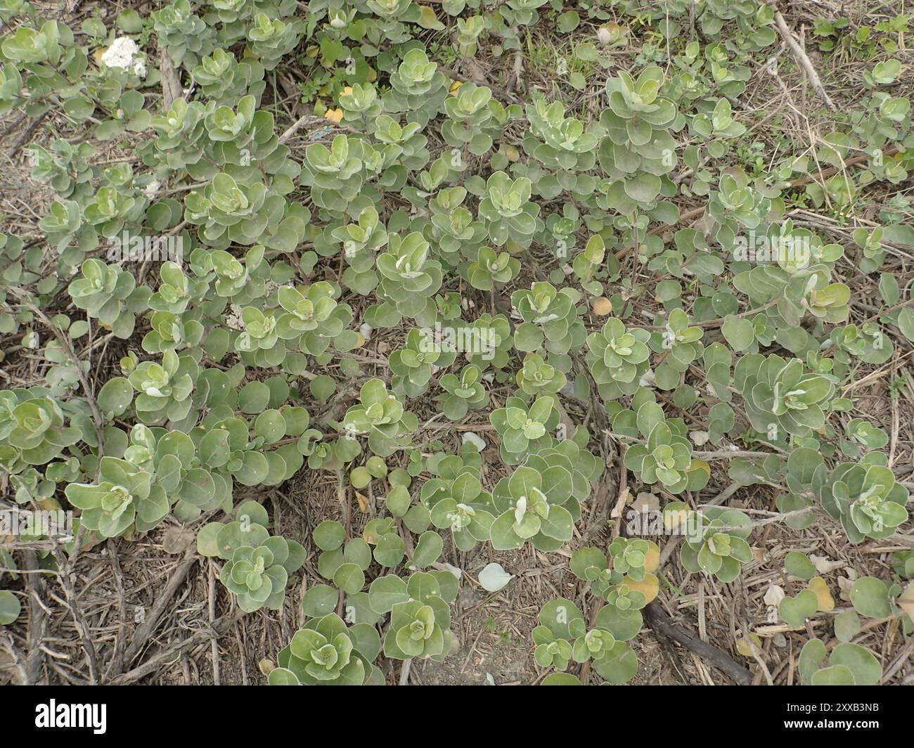 Beach Vitex (Vitex rotundifolia) Plantae Stock Photo - Alamy