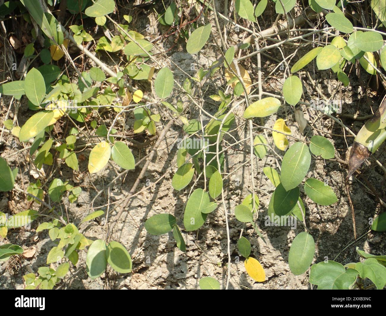 Dye fig (Ficus tinctoria) Plantae Stock Photo - Alamy