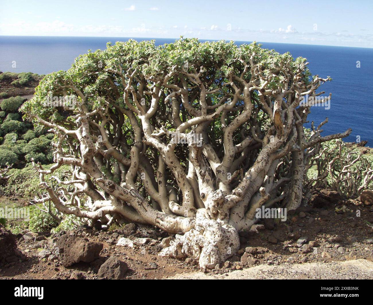 balsam spurge (Euphorbia balsamifera) Plantae Stock Photo - Alamy