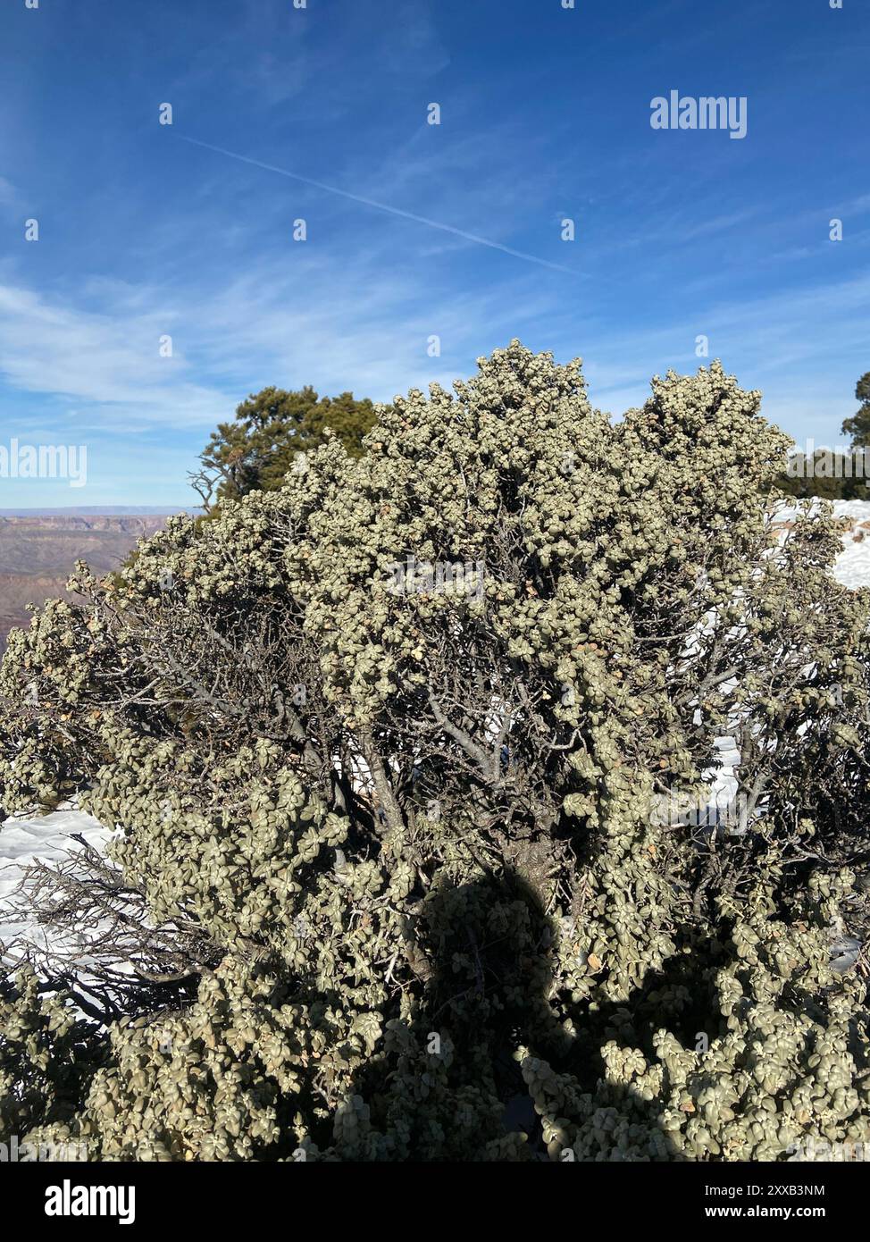 Roundleaf buffaloberry (Shepherdia rotundifolia) Plantae Stock Photo ...