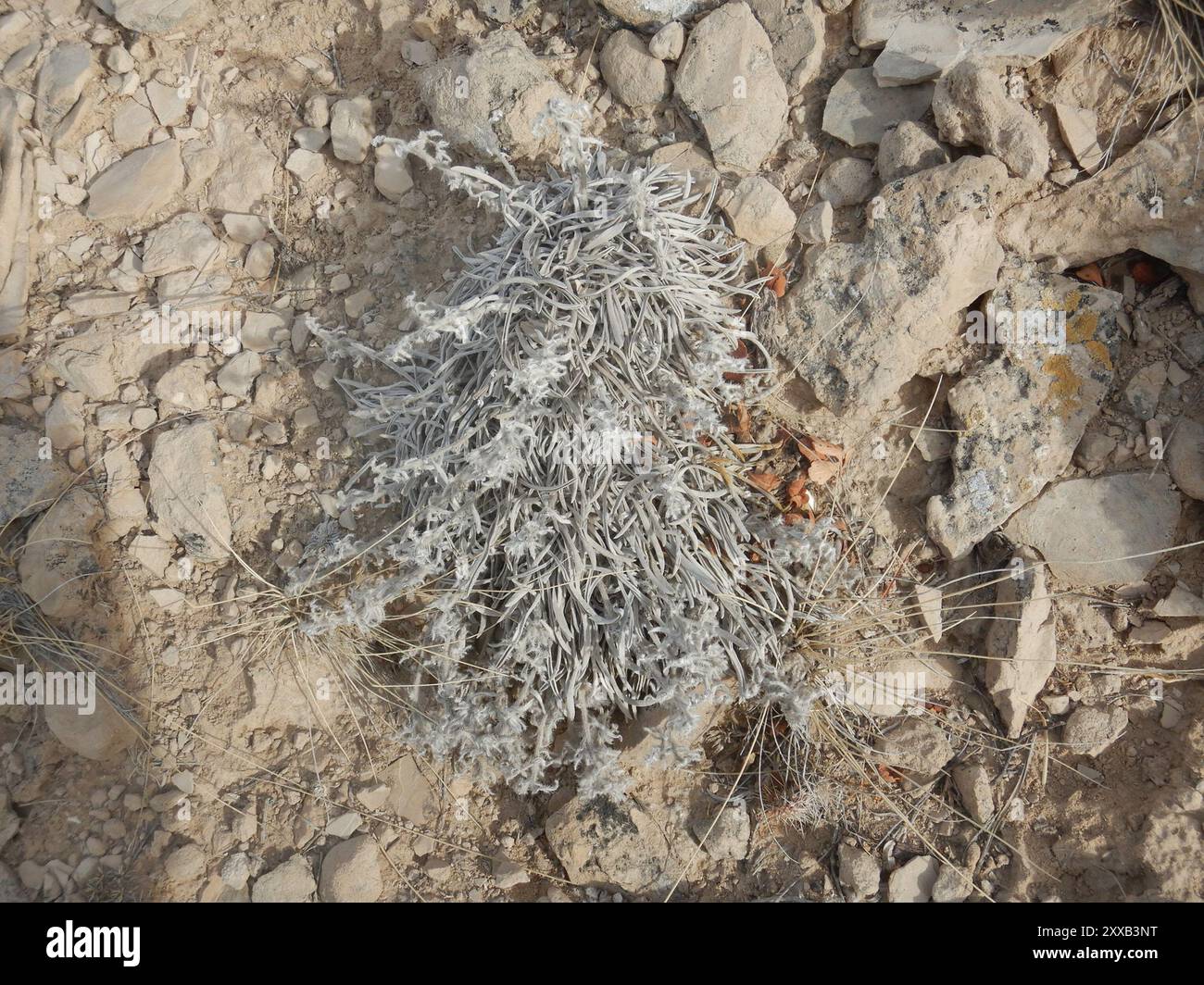 vascular plants (Tracheophyta) Plantae Stock Photo - Alamy