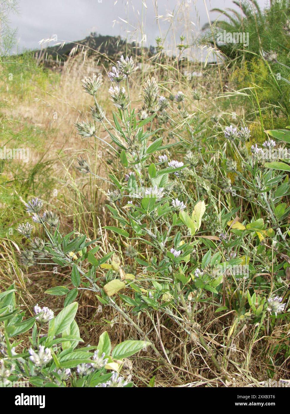 arabian pea (Bituminaria bituminosa) Plantae Stock Photo - Alamy