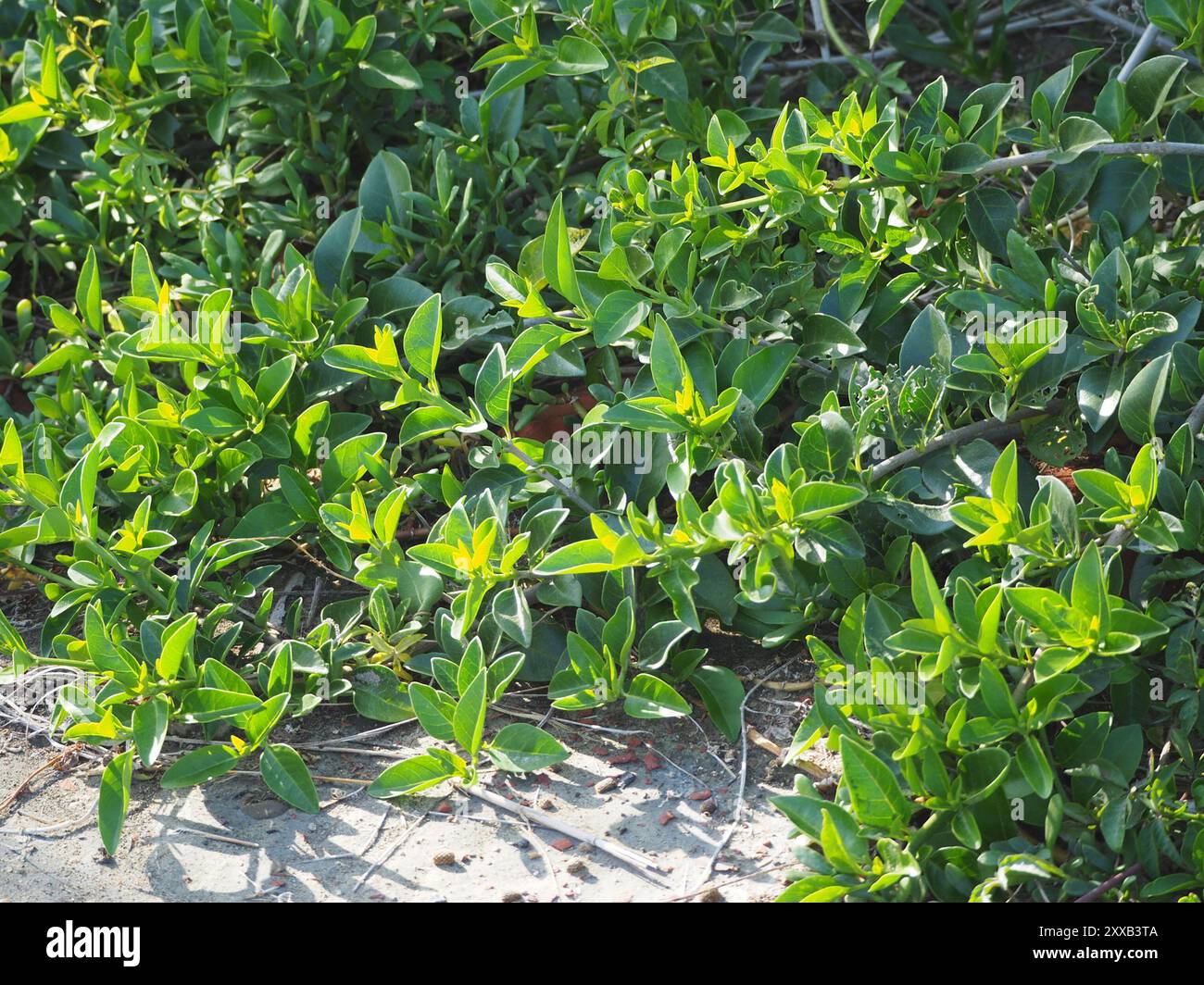 scrambling clerodendrum (Volkameria inermis) Plantae Stock Photo - Alamy