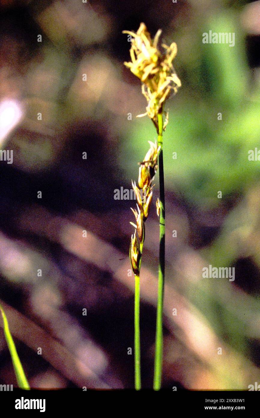 dry land sedge (Carex siccata) Plantae Stock Photo - Alamy
