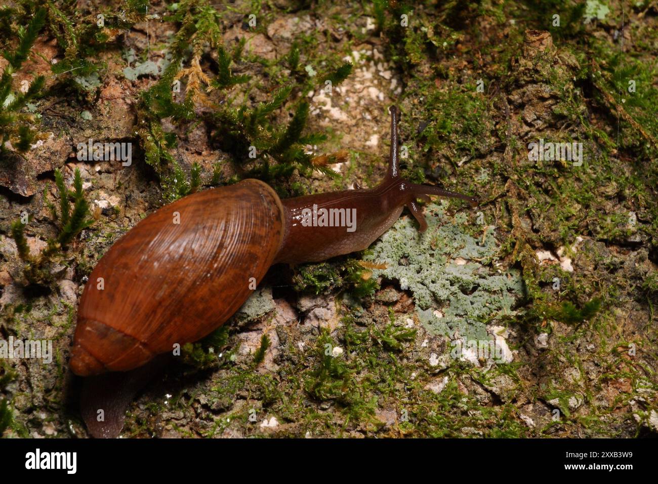 Rosy Wolfsnail (Euglandina rosea) Mollusca Stock Photo - Alamy