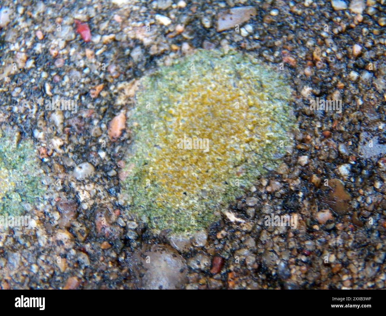 slime molds (Mycetozoa) Protozoa Stock Photo - Alamy
