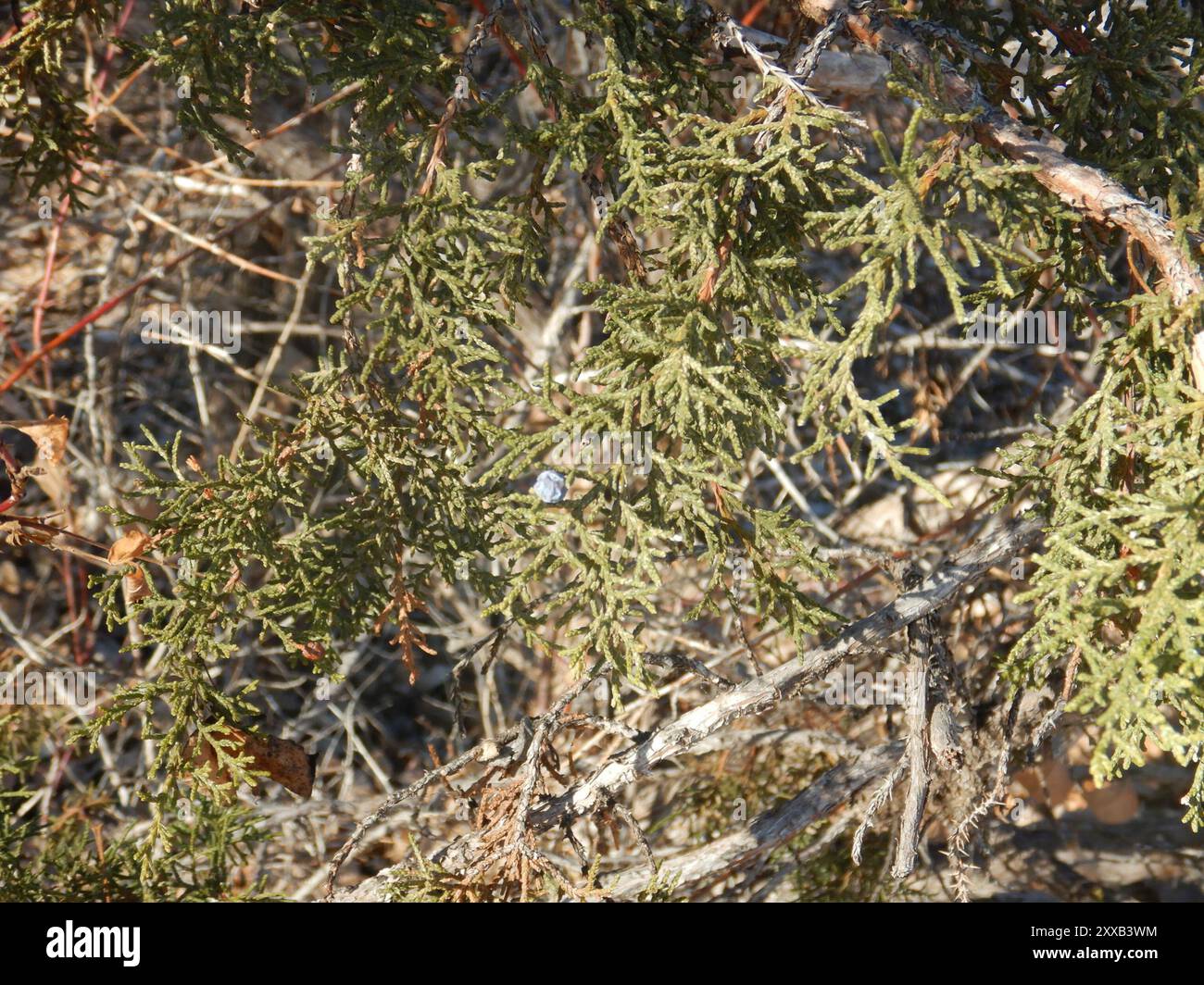 One-seed Juniper (Juniperus monosperma) Plantae Stock Photo - Alamy