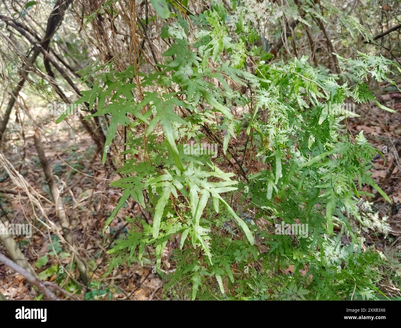 Japanese climbing fern (Lygodium japonicum) Plantae Stock Photo - Alamy