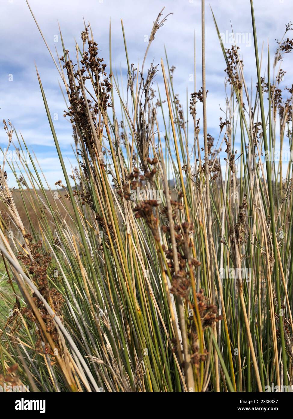 Southwestern Spiny Rush (Juncus acutus leopoldii) Plantae Stock Photo ...