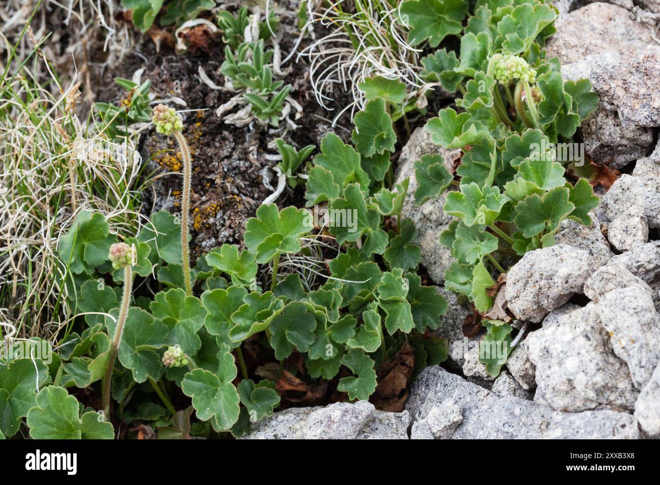 littleleaf alumroot (Heuchera parvifolia) Plantae Stock Photo - Alamy