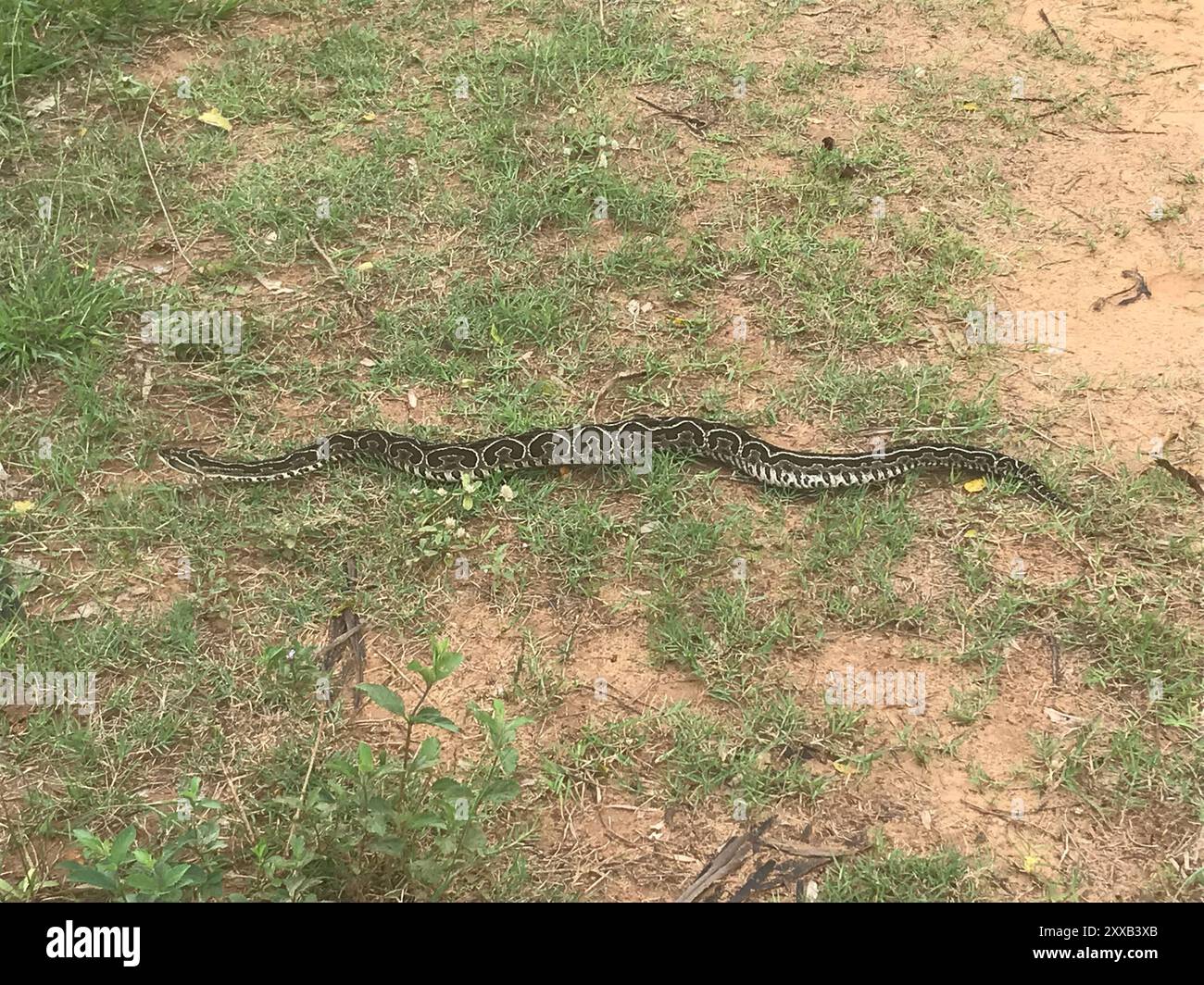 Urutu Lancehead (Bothrops alternatus) Reptilia Stock Photo - Alamy