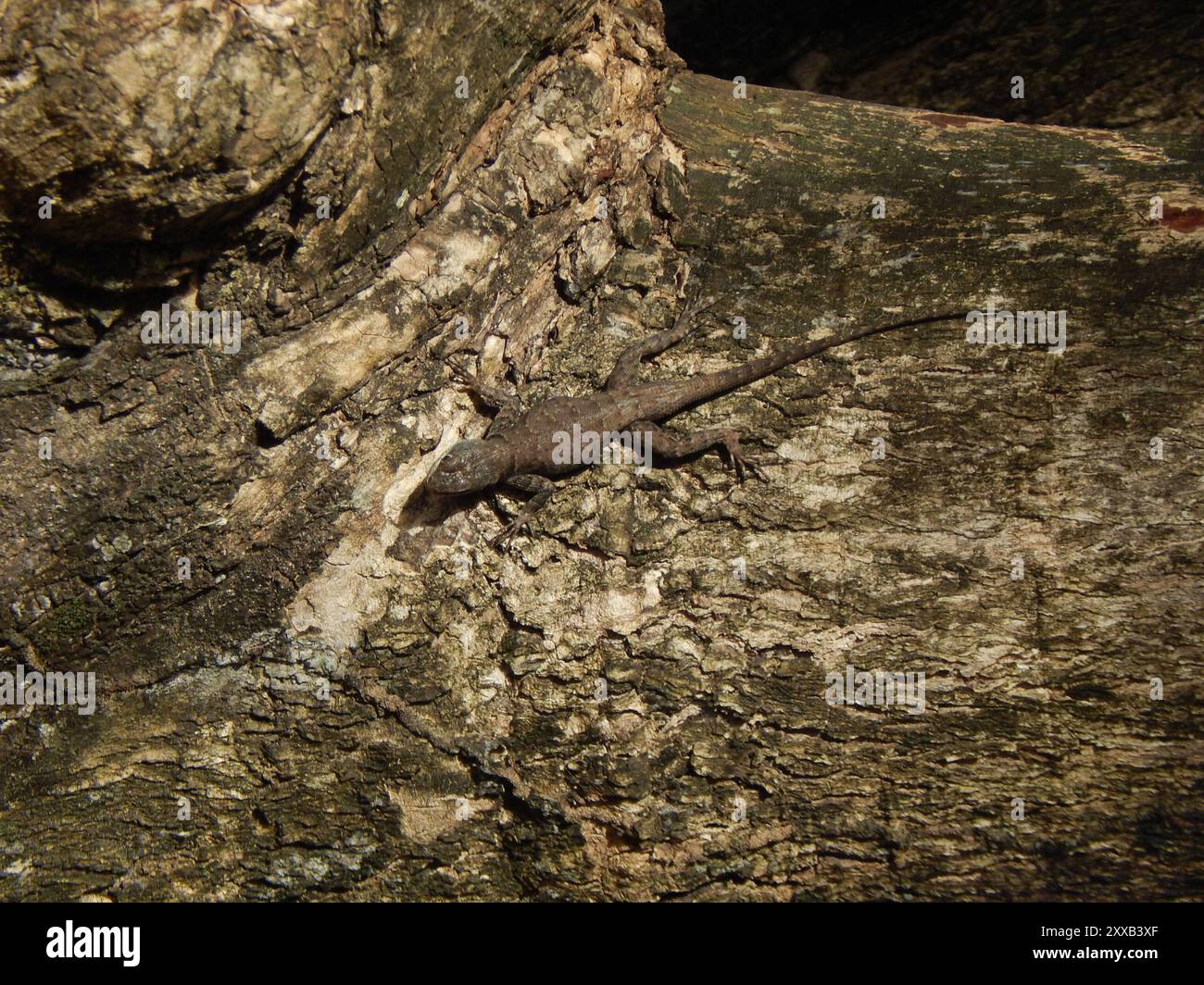Peters' Lava Lizard (Tropidurus hispidus) Reptilia Stock Photo - Alamy