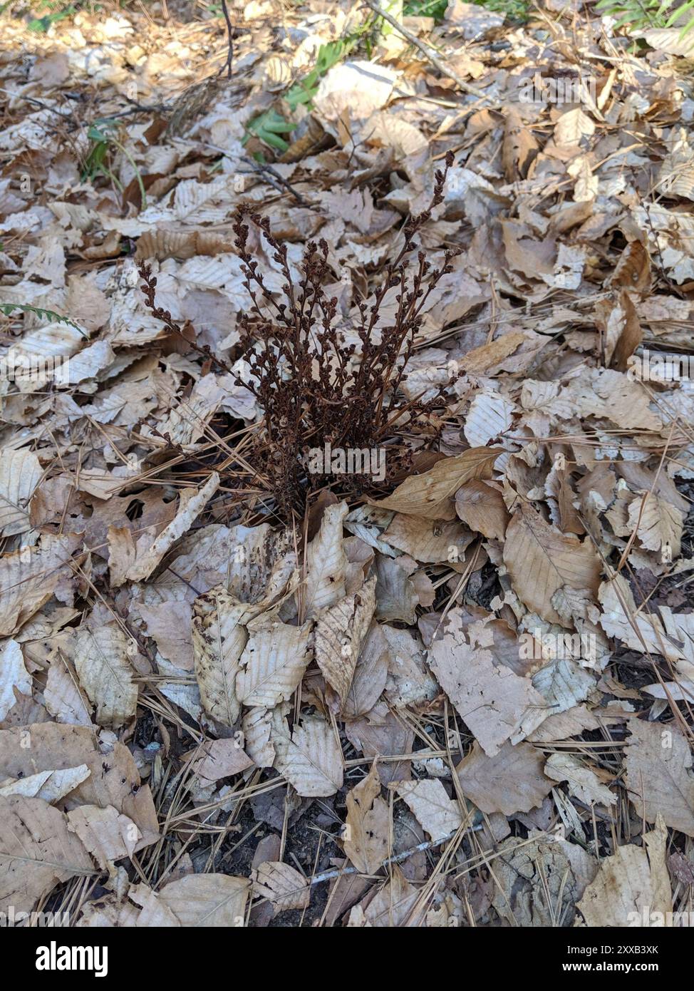 Beechdrops (Epifagus virginiana) Plantae Stock Photo - Alamy