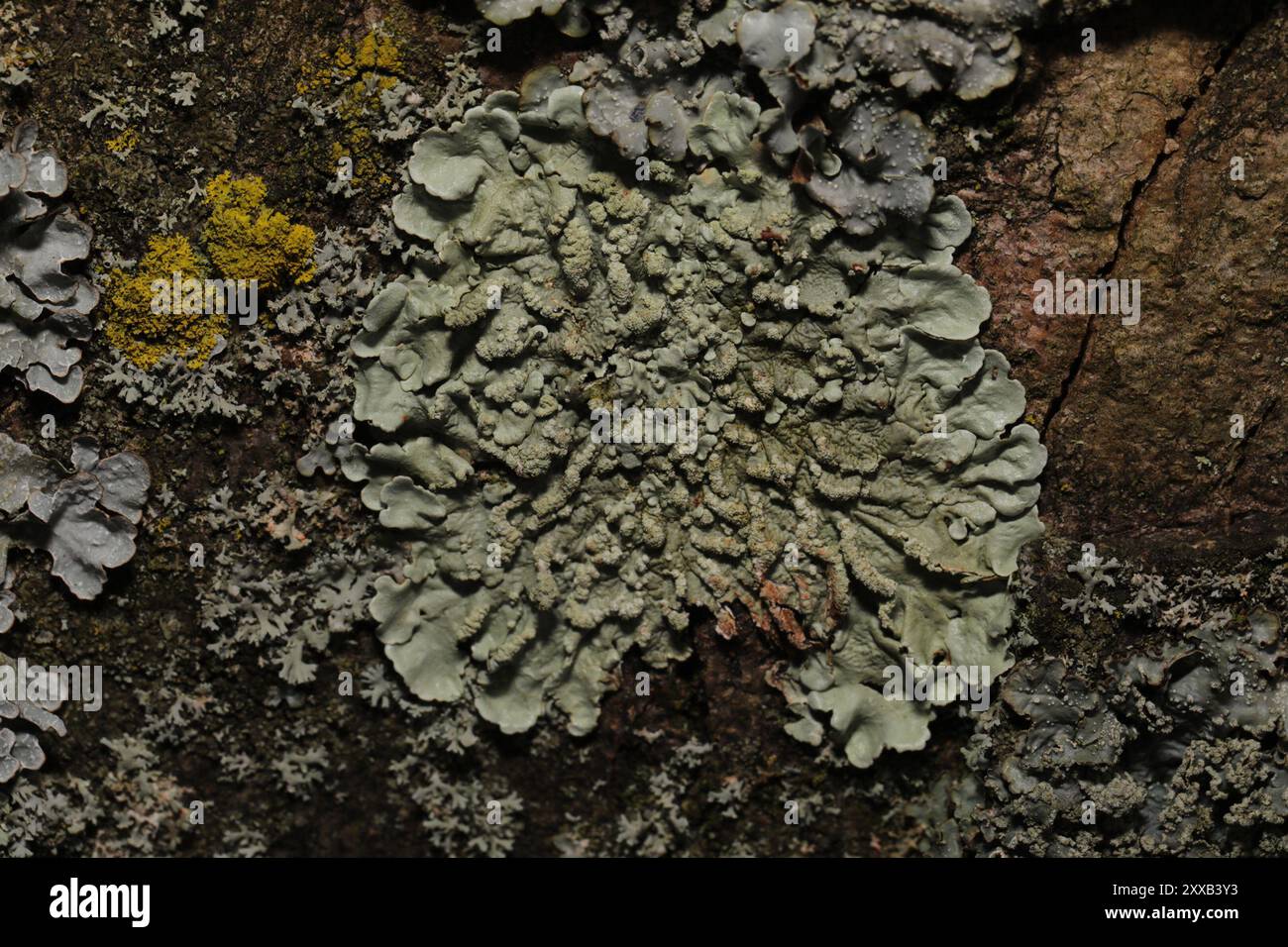 common greenshield lichen (Flavoparmelia caperata) Fungi Stock Photo ...