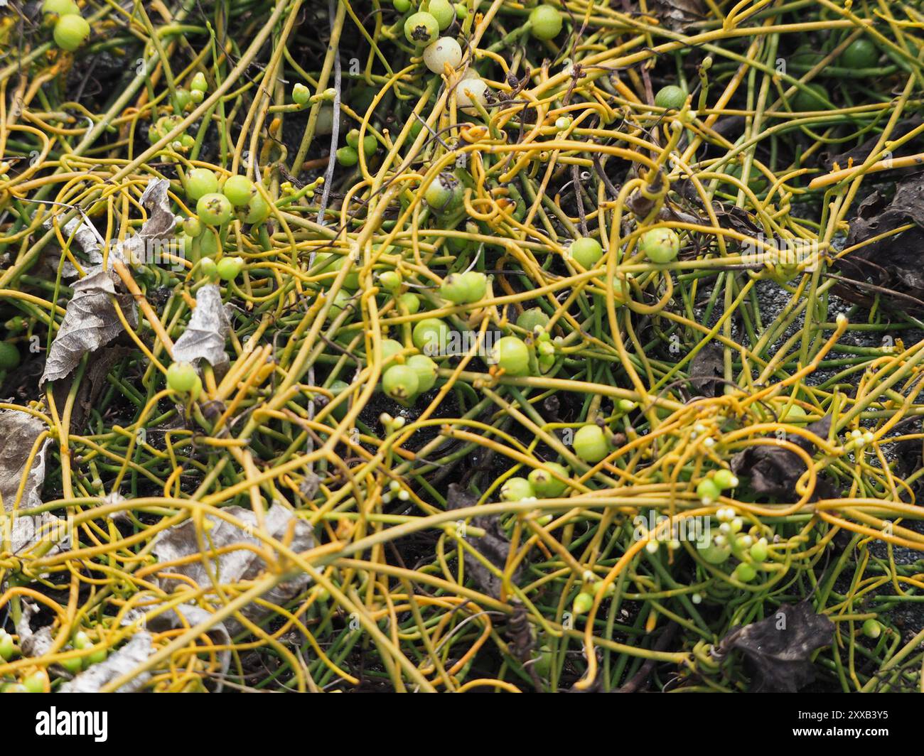 laurel dodder (Cassytha filiformis) Plantae Stock Photo - Alamy