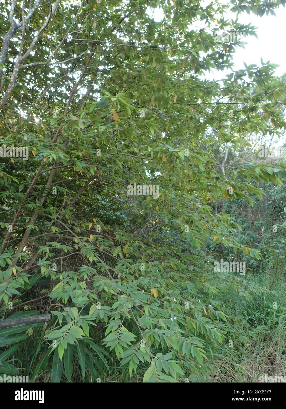 calabur tree (Muntingia calabura) Plantae Stock Photo - Alamy