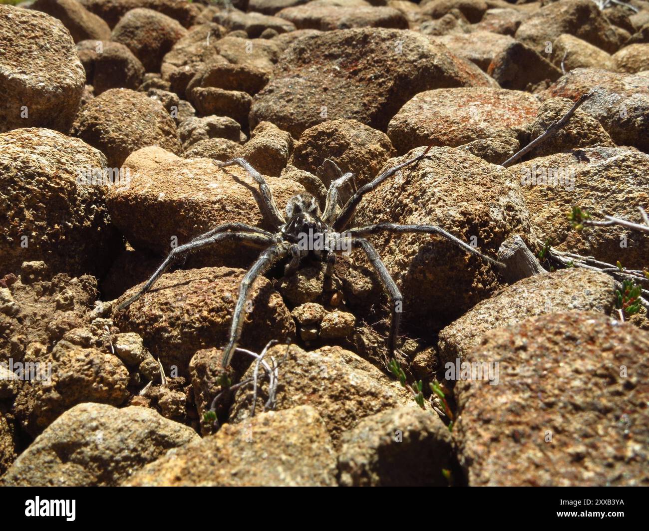 Union-Jack Wolf Spiders (Tasmanicosa) Arachnida Stock Photo - Alamy