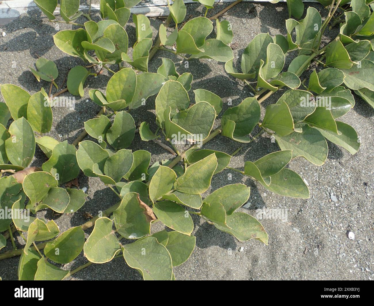 Beach Bean (Canavalia rosea) Plantae Stock Photo - Alamy