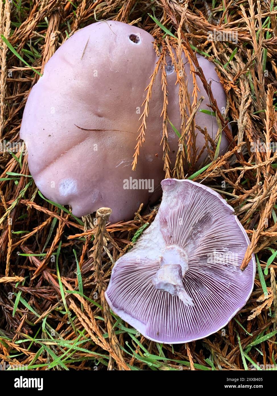 Blewit (Collybia nuda) Fungi Stock Photo - Alamy