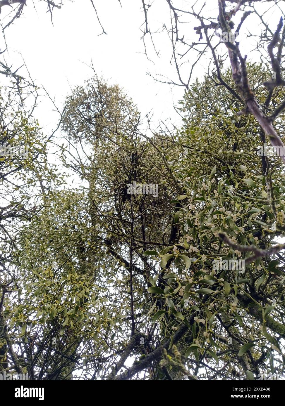 European mistletoe (Viscum album) Plantae Stock Photo - Alamy