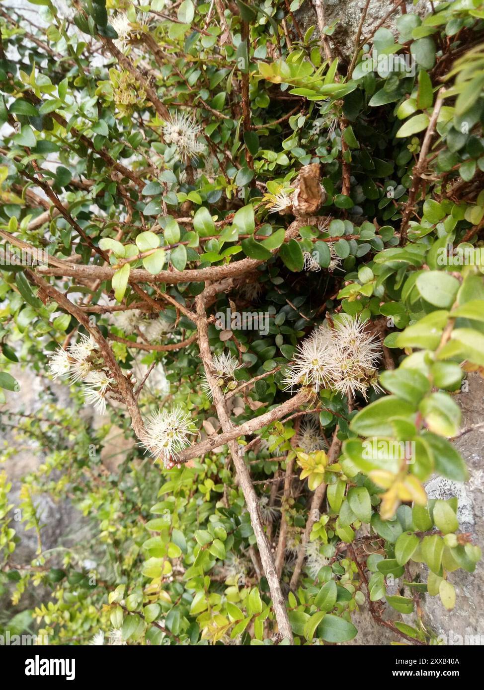 white climbing rātā (Metrosideros diffusa) Plantae Stock Photo - Alamy