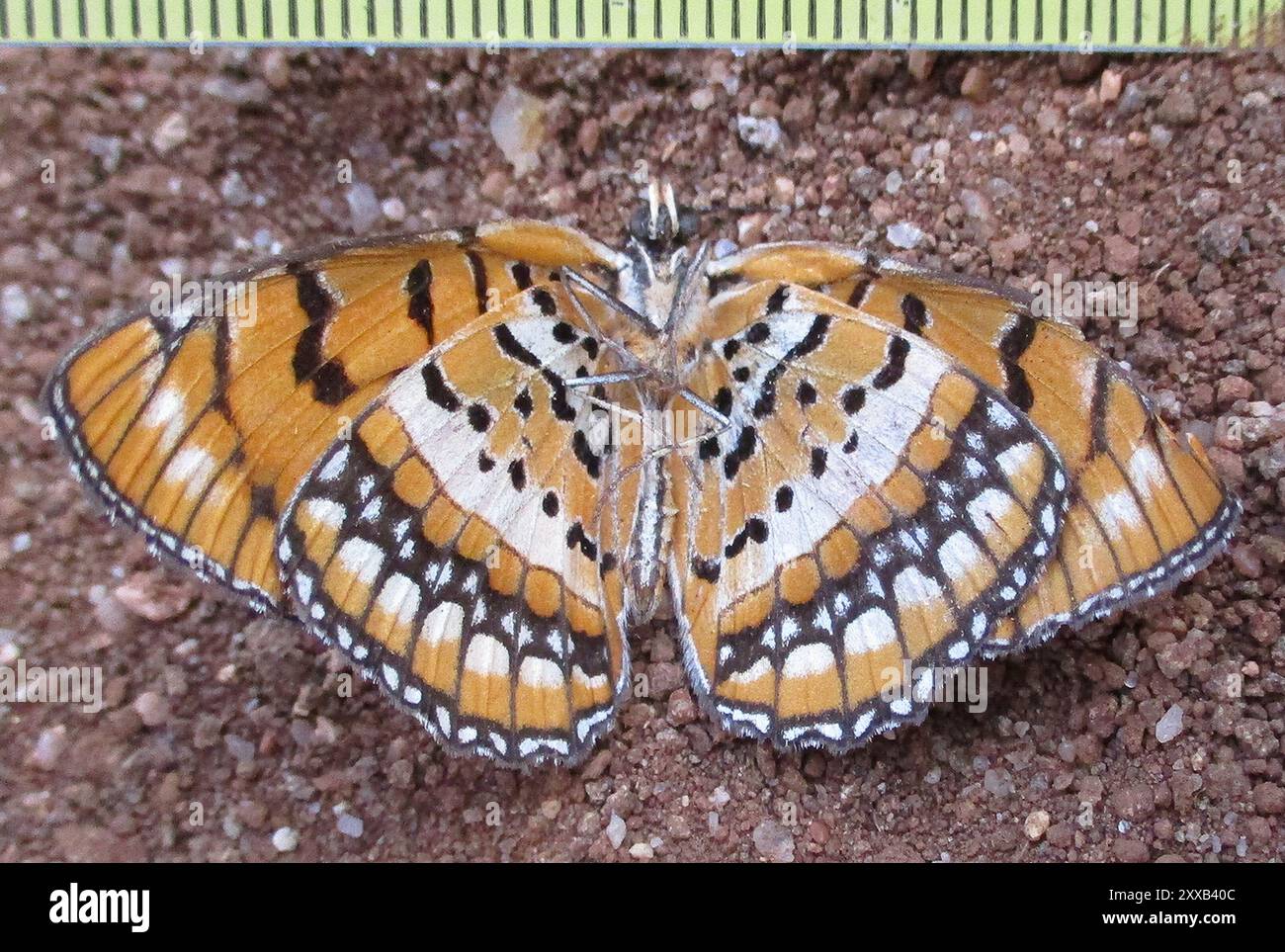 Spotted Joker (Byblia ilithyia) Insecta Stock Photo - Alamy