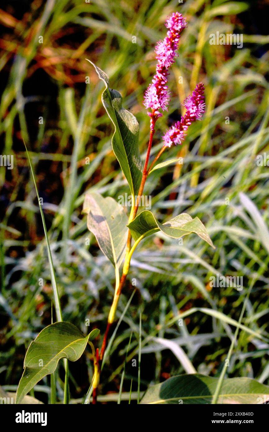 longroot smartweed (Persicaria amphibia emersa) Plantae Stock Photo - Alamy