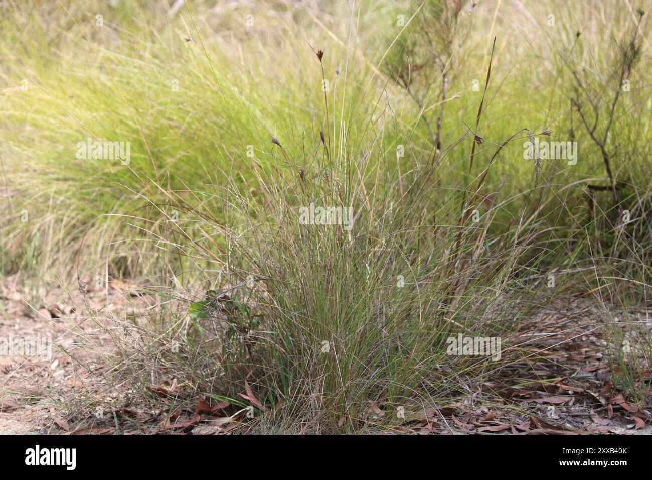 Feather Sedge (Ptilothrix deusta) Plantae Stock Photo - Alamy