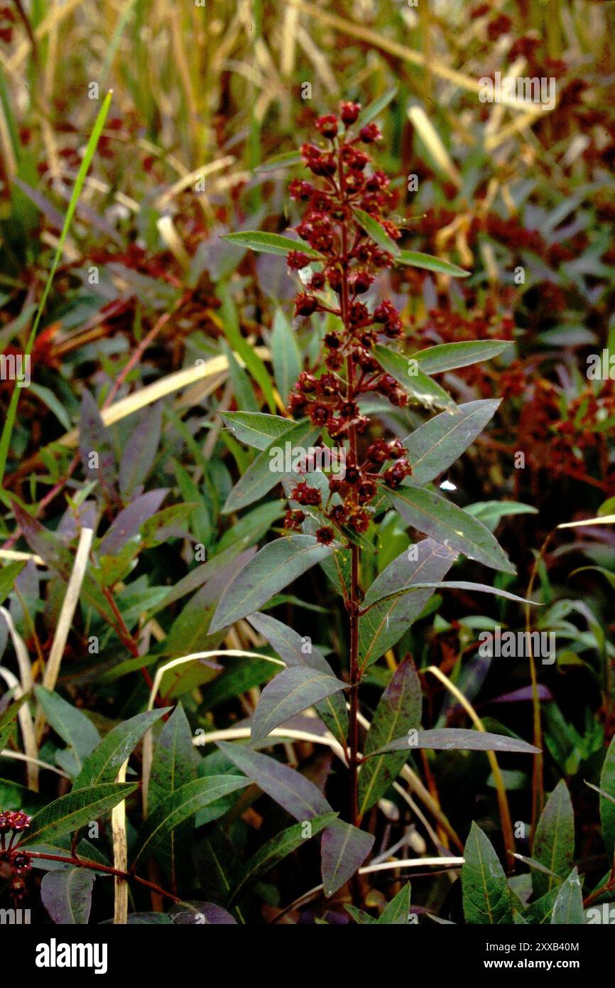 swamp loosestrife (Decodon verticillatus) Plantae Stock Photo - Alamy