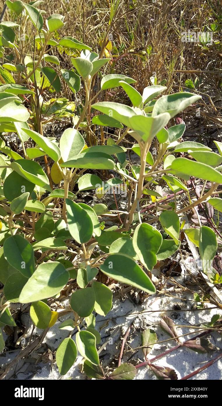 Beach Croton (Croton punctatus) Plantae Stock Photo - Alamy