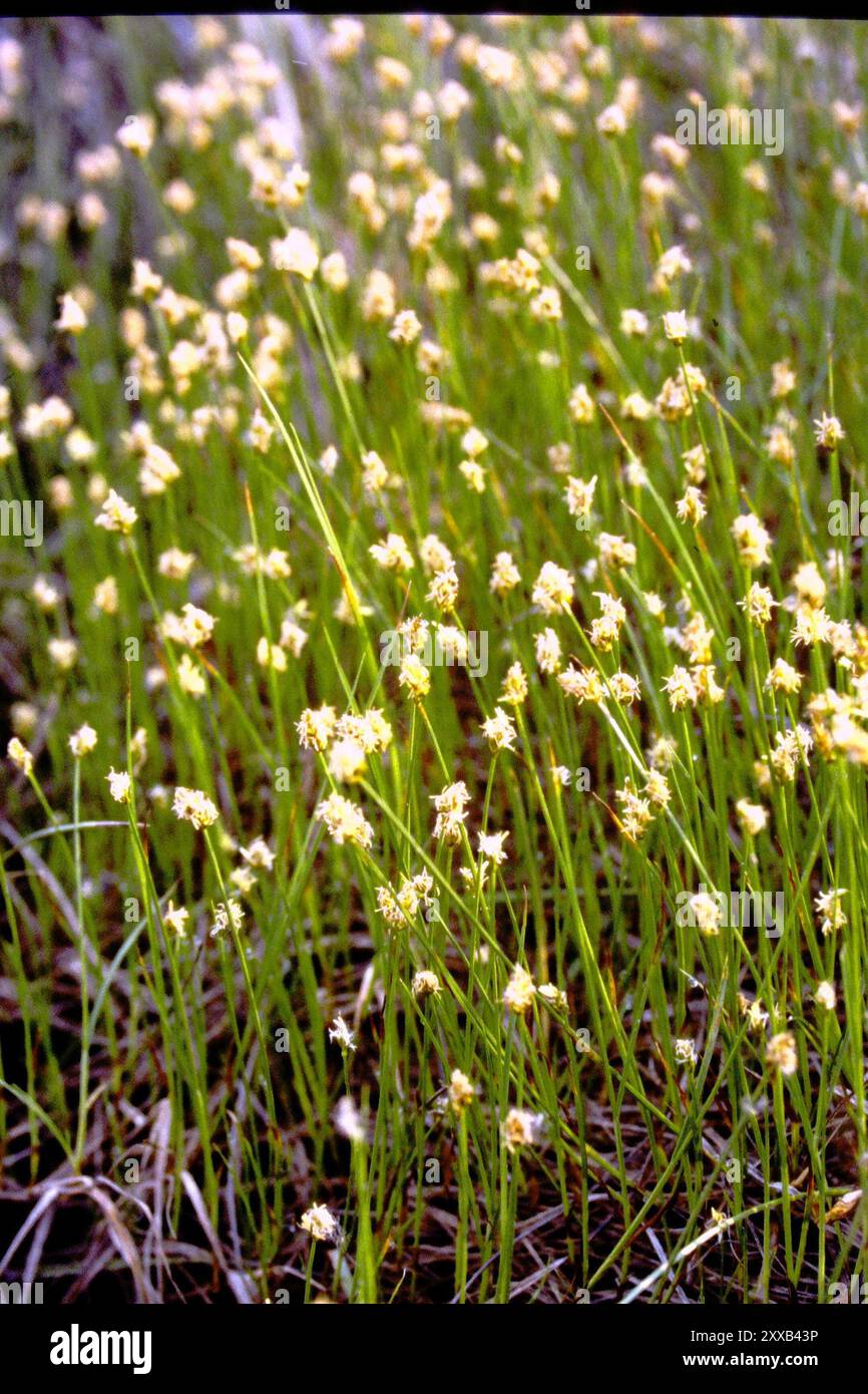 creeping sedge (Carex chordorrhiza) Plantae Stock Photo - Alamy