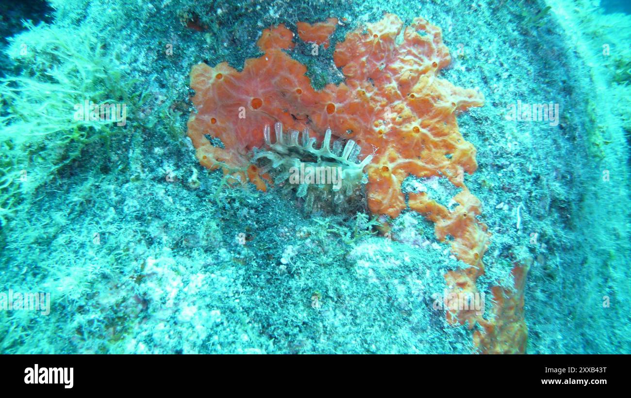 Spiny Fan Mussel (Pinna rudis) Mollusca Stock Photo - Alamy