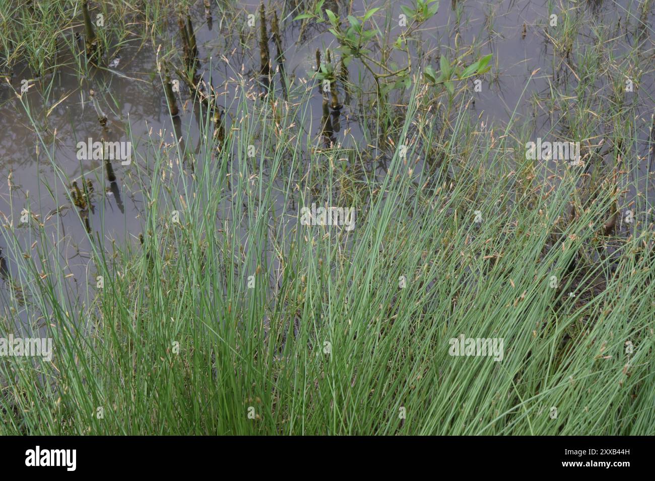 Fringe Rush (Fimbristylis) Plantae Stock Photo - Alamy