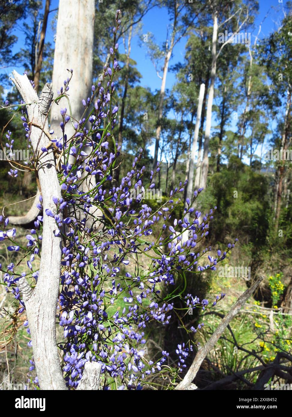 Comesperma volubile hi-res stock photography and images - Alamy
