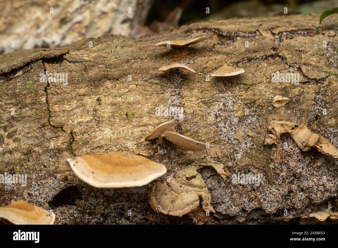 shelf fungi (Polyporales) Fungi Stock Photo - Alamy