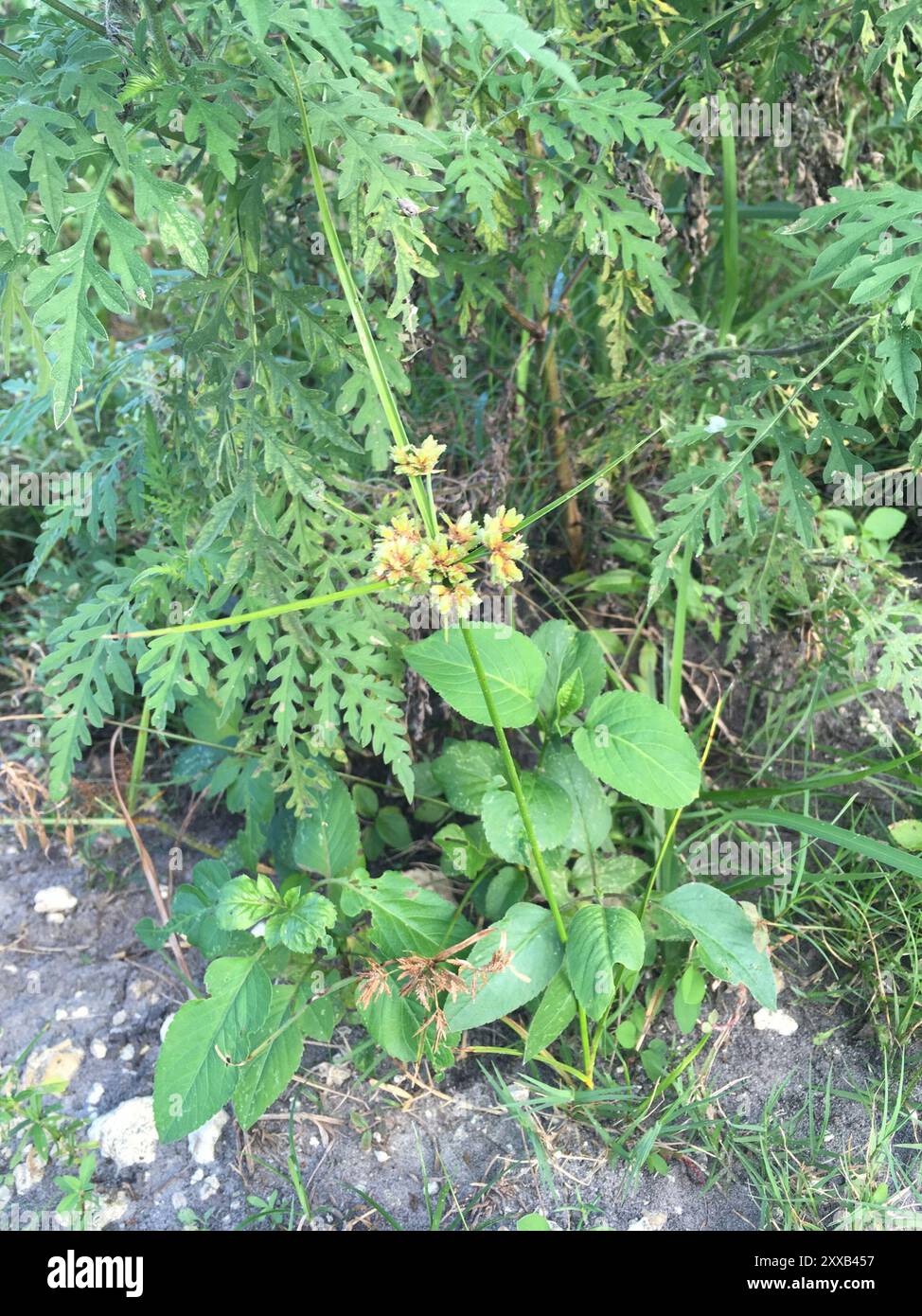 tropical flatsedge (Cyperus surinamensis) Plantae Stock Photo - Alamy