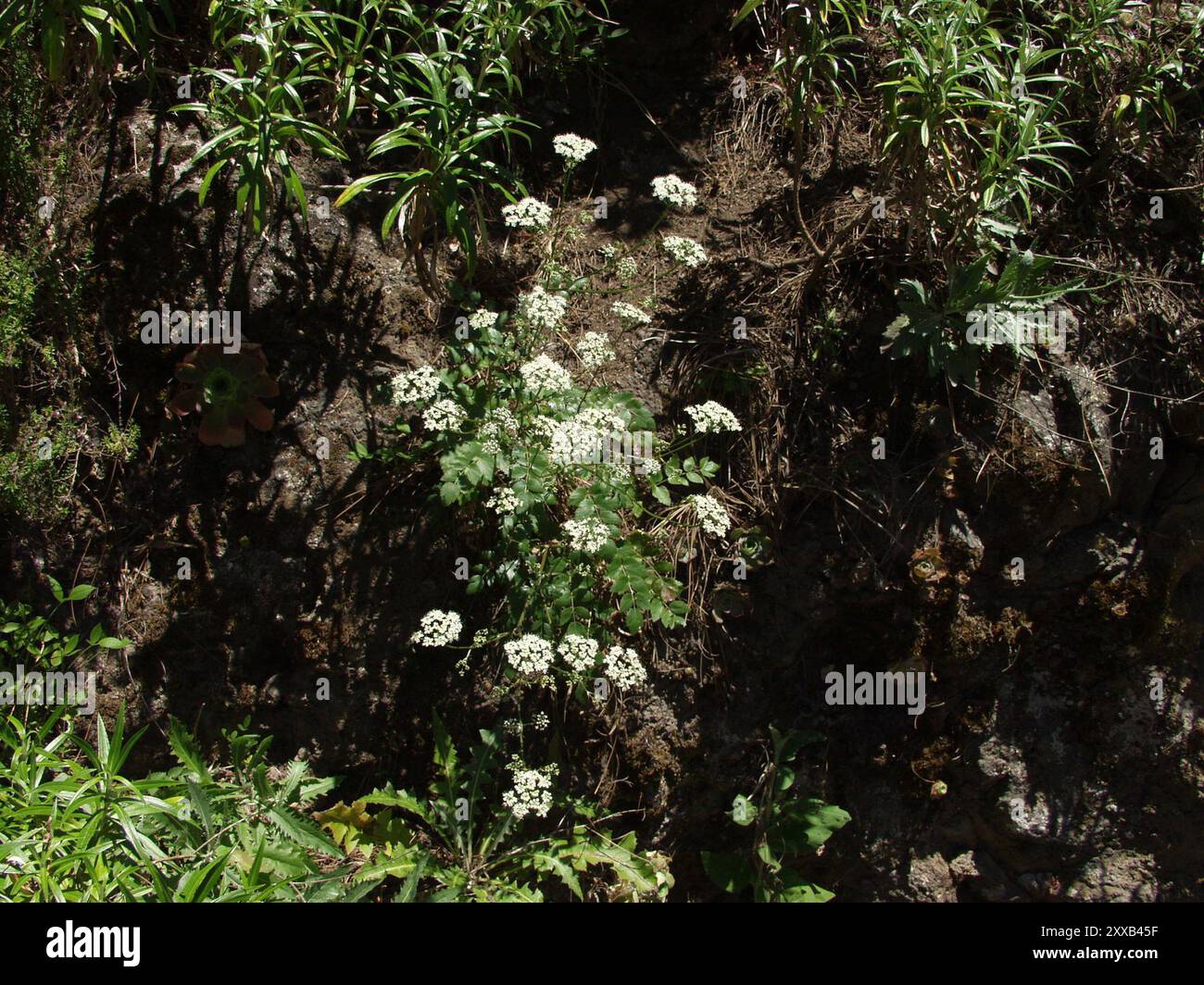 (Pimpinella dendroselinum) Plantae Stock Photo - Alamy