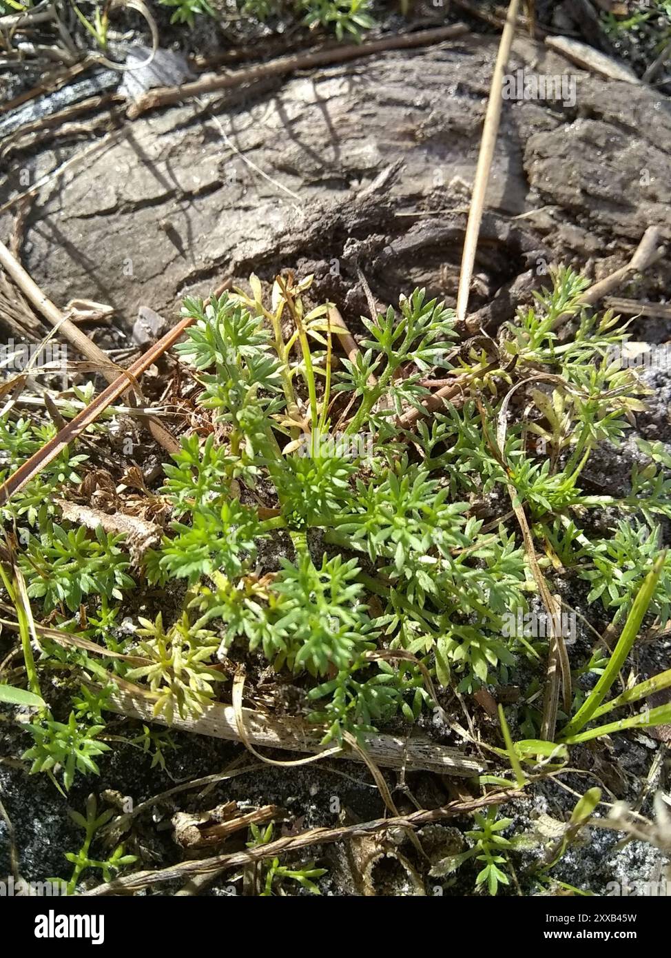 common soliva (Soliva sessilis) Plantae Stock Photo - Alamy