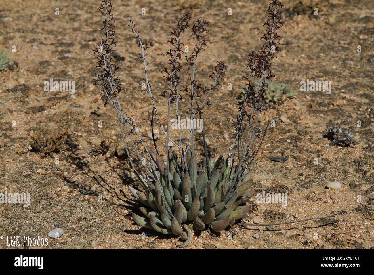 Stonecrops (Crassula) Plantae Stock Photo - Alamy