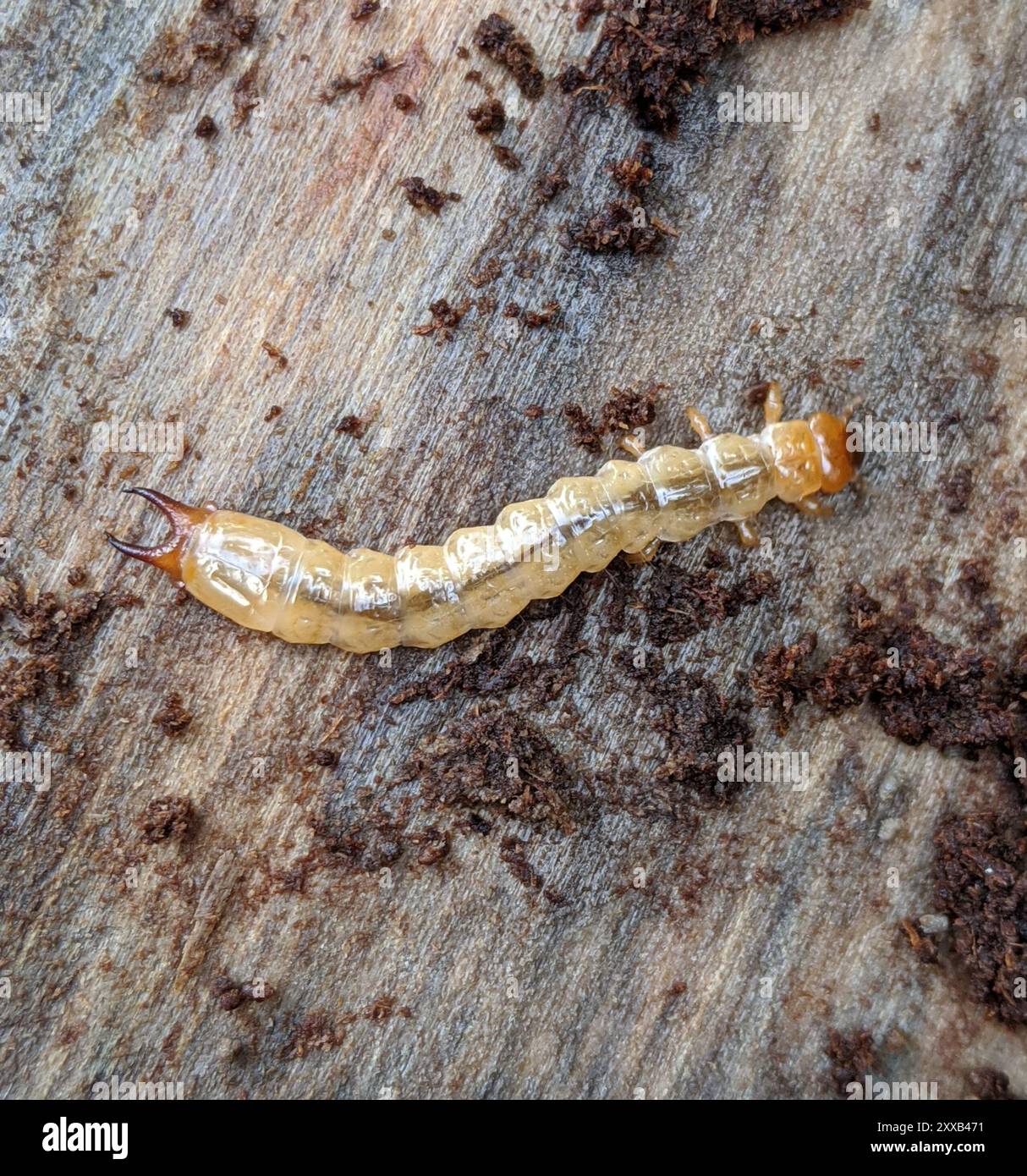 (Dendroides ephemeroides) Insecta Stock Photo - Alamy
