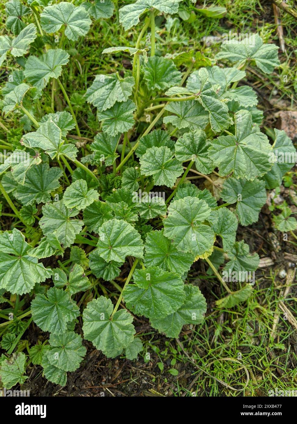 dwarf mallow (Malva neglecta) Plantae Stock Photo - Alamy